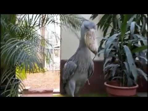 Cuando un picozapato se pasa a saludarte suena como si hubiera empezado ...